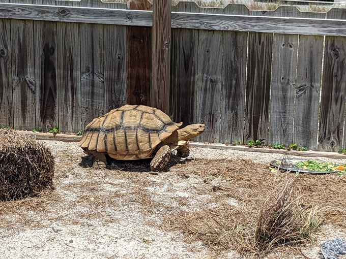 spend the day at the navarre beach sea turtle conservation center