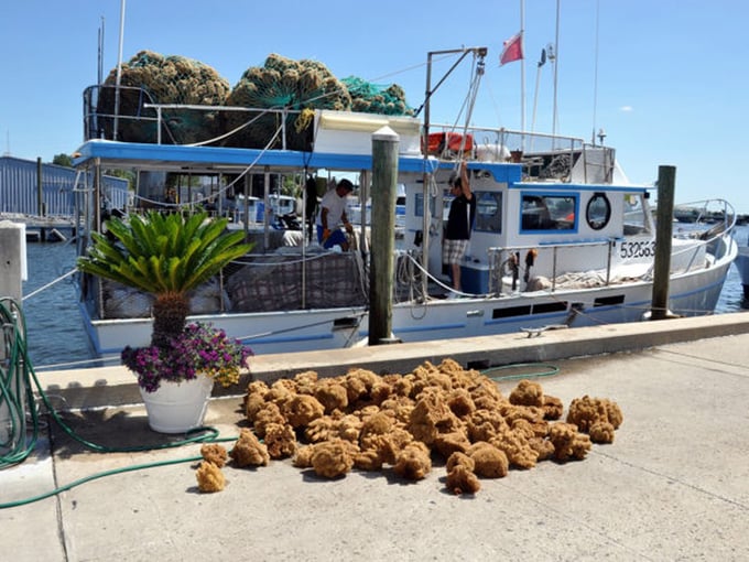 tarpon springs sponge docks 4