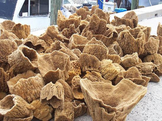 tarpon springs sponge docks 6