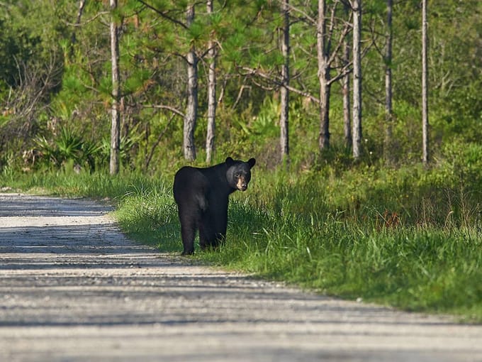 tiger bay state forest 2