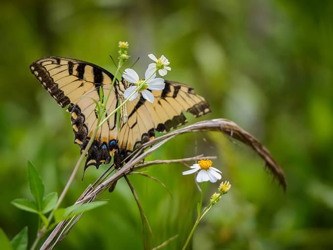 tiger bay state forest 4