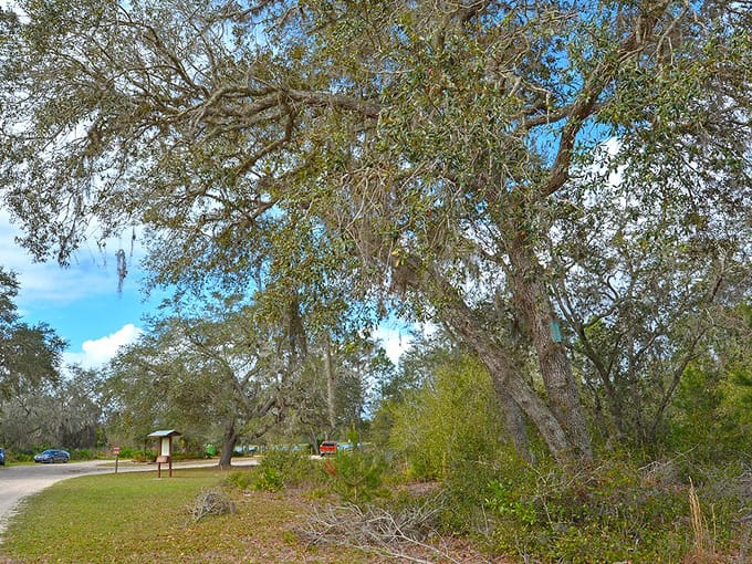 tiger bay state forest 6