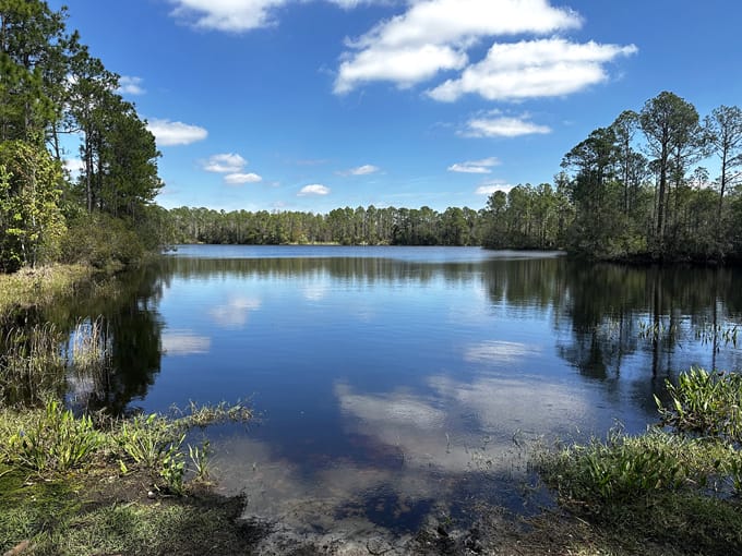 tiger bay state forest 8