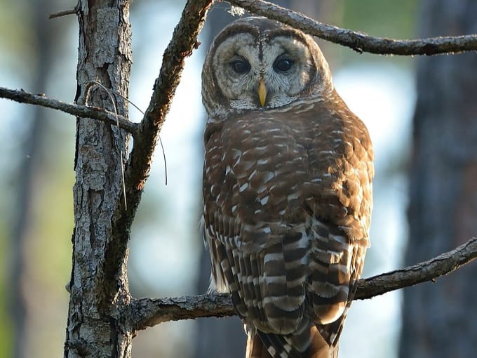 tiger bay state forest 9