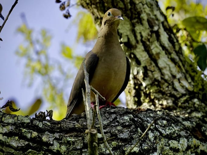 toni robinson waterfront trail 3
