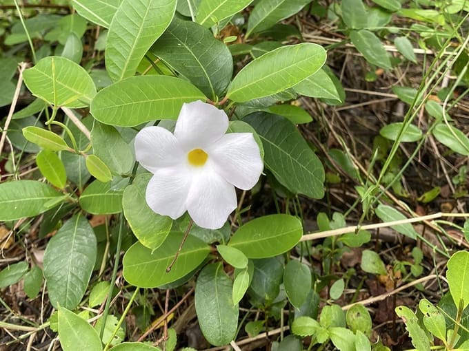 toni robinson waterfront trail 6