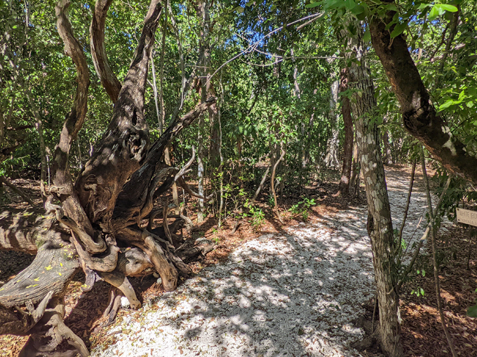 windley key fossil reef geological state park 7
