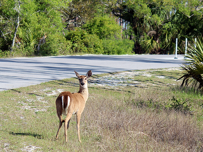 cape san blas 6