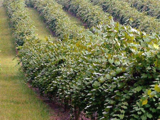 chautauqua vineyards and winery 5