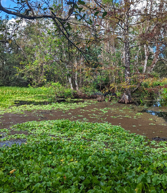 enchanted ancient florida forest ftr