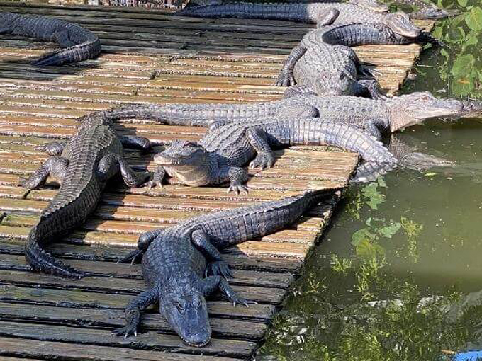 florida locals explain 11