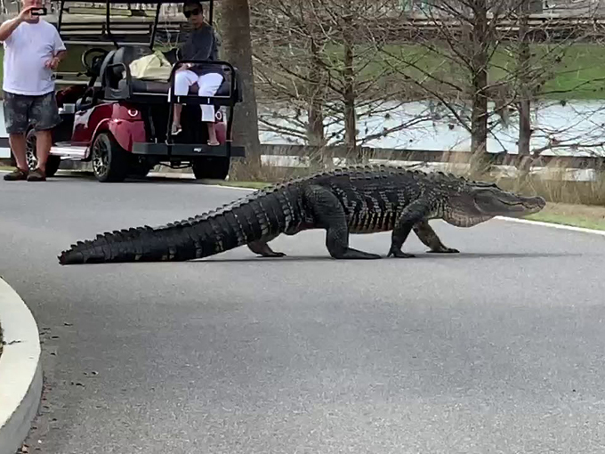 florida locals explain 12