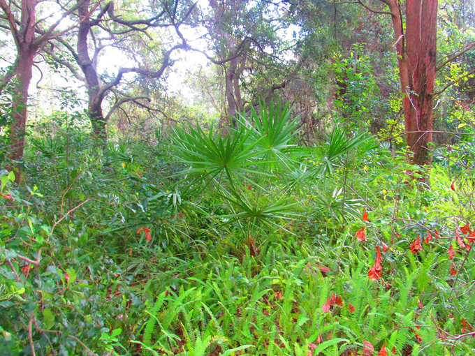 florida nature preserve 7