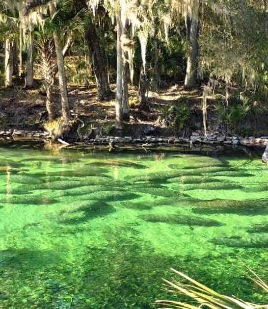 florida park manatees ftr