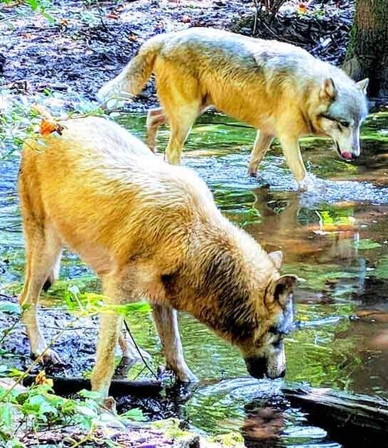 florida seacrest wolf preserve ftr