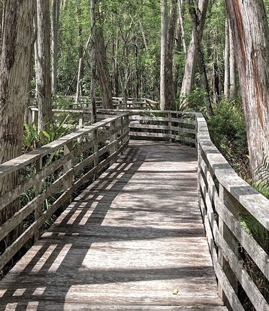 floridas marshland cypress tree ftr