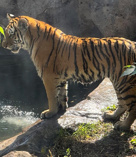 magical free zoo minnesota ftr