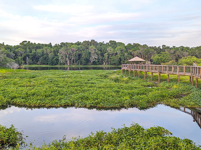 paynes prairie preserve state park 1
