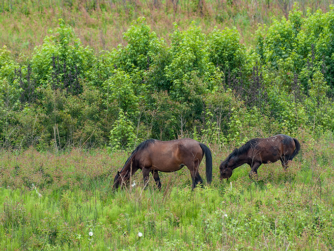 paynes prairie preserve state park 3