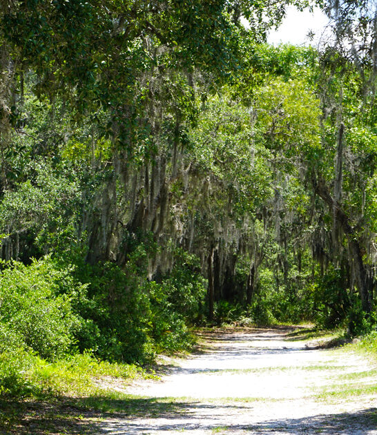 split oak forest florida ftr