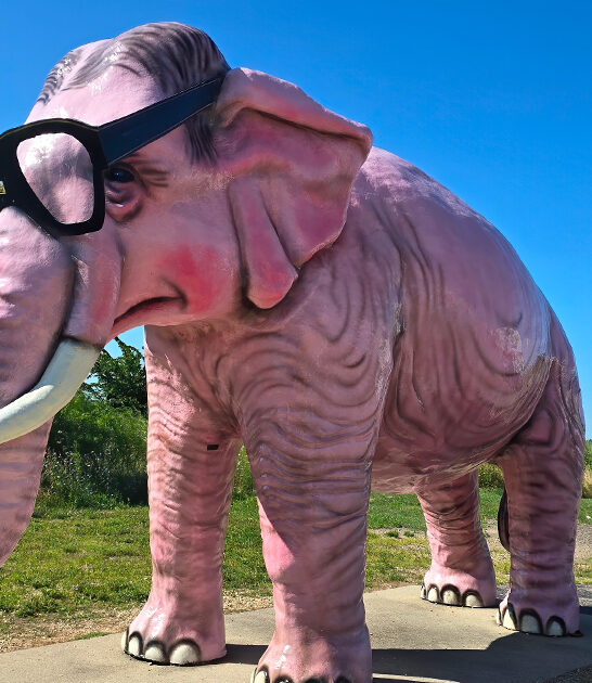 wisconsin pinkie the elephant ftr