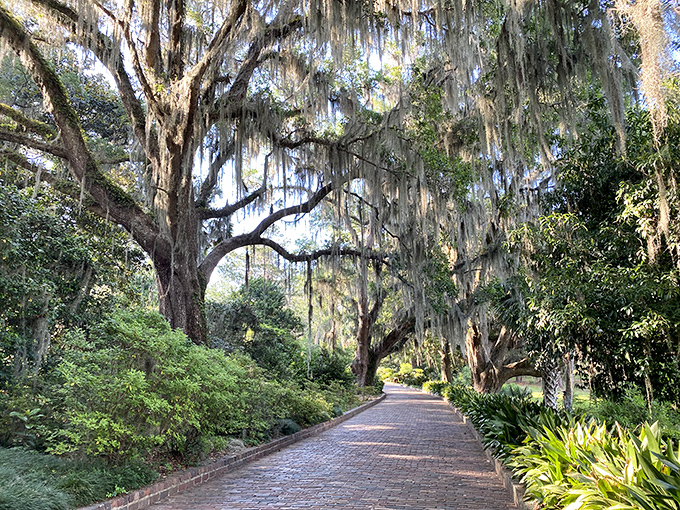 Ancient oaks draped in Spanish moss create nature's cathedral along this brick pathway, inviting visitors into Maclay's verdant embrace.