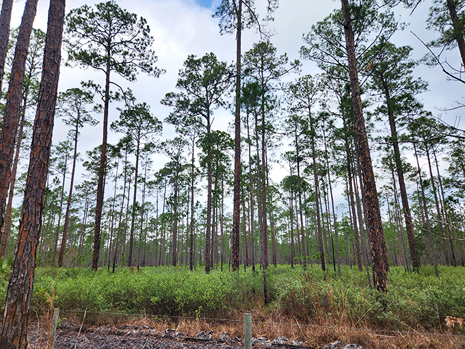 Towering pines stand like sentinels in Bayard's flatwoods, nature's own cathedral where sunlight filters through in divine rays.