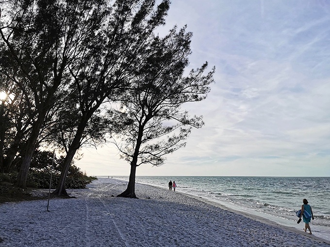 Where Australian pines stand guard over paradise, creating nature's perfect frame for that "I can't believe this is real" moment.