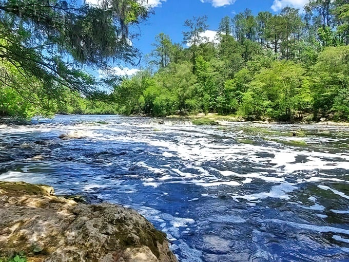 The mighty Suwannee River transforms into Florida's most impressive whitewater display at Big Shoals, where limestone meets liquid in a spectacular geological dance.