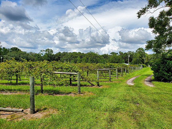 Rows of carefully tended vines stretch toward the horizon under Florida's dramatic sky, promising future bottles of liquid sunshine.