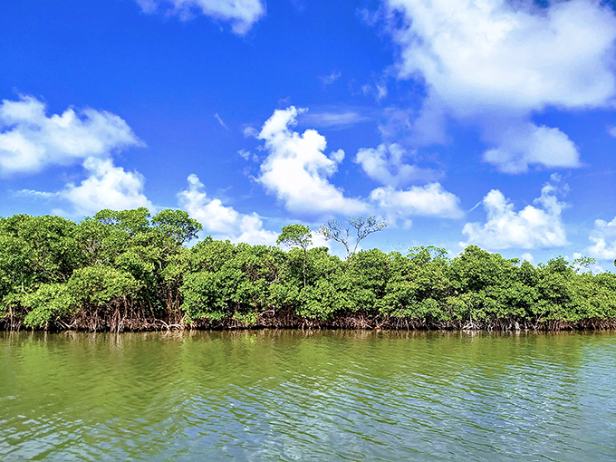 Caladesi Island State Park: Where Florida's emerald waters meet pristine shorelines, creating a postcard-perfect scene that no filter could improve.