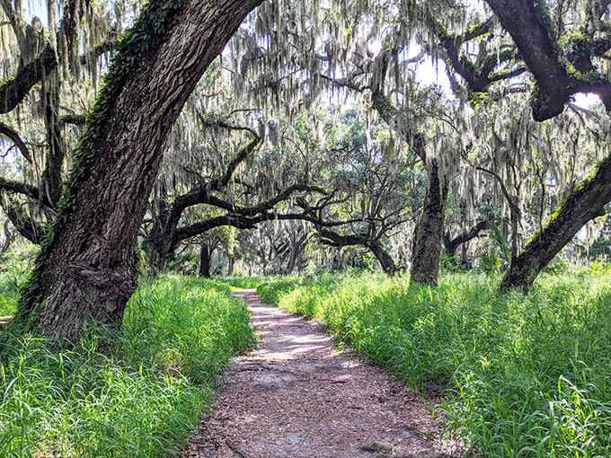 Winding trails beneath Spanish moss-draped oaks create nature's cathedral at Circle B Bar Reserve, where every path promises wild encounters.
