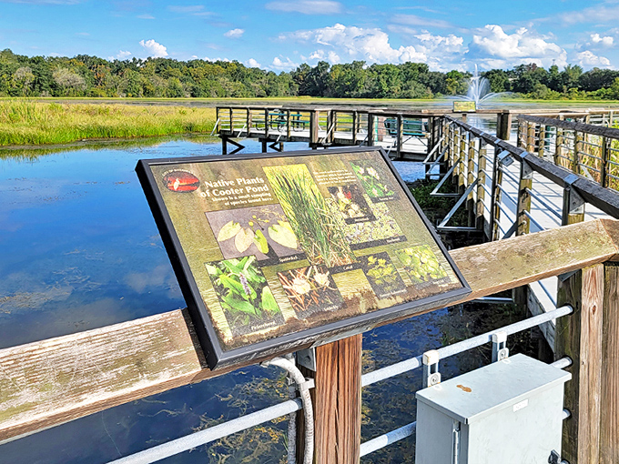 Cooter Pond Park: Where Florida's wetlands put on a daily show that beats anything on your streaming services.