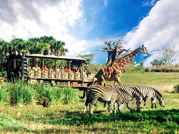 Safari dreams come true as zebras and giraffes roam freely alongside your expedition vehicle – nature's traffic jam never looked so good!