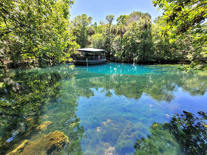 Crystal-clear waters at Ellie Schiller Homosassa Springs create nature's perfect aquarium, where every fish, turtle, and manatee becomes part of an underwater ballet.