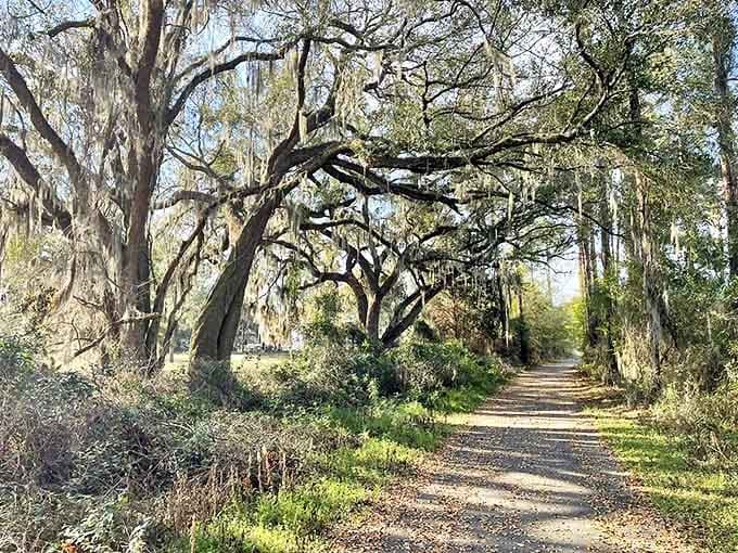 Nature's cathedral awaits on the Four Freedoms Trail, where ancient oaks create dappled sunlight patterns on the welcoming path.