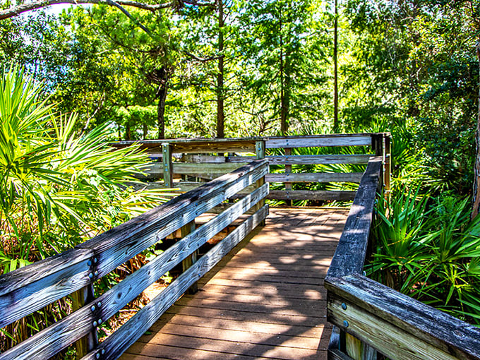 Welcome to George C. McGough Nature Park, where Florida's wild side thrives just minutes from suburban neighborhoods.