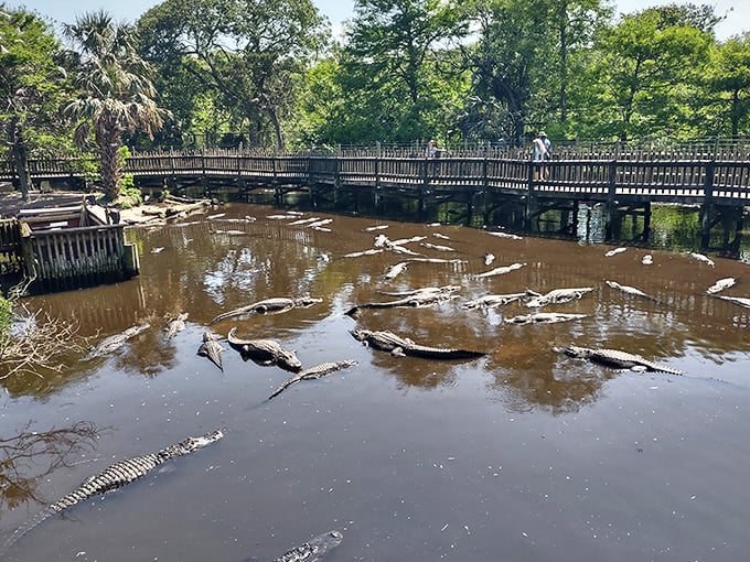 The St. Augustine Alligator Farm's wooden boardwalk offers visitors a safe vantage point to observe dozens of alligators lounging in their natural habitat below.