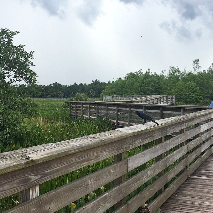 Nature's own infinity pool! The wooden boardwalk winds through lush wetlands, offering visitors front-row seats to Florida's wild side without getting their feet wet.