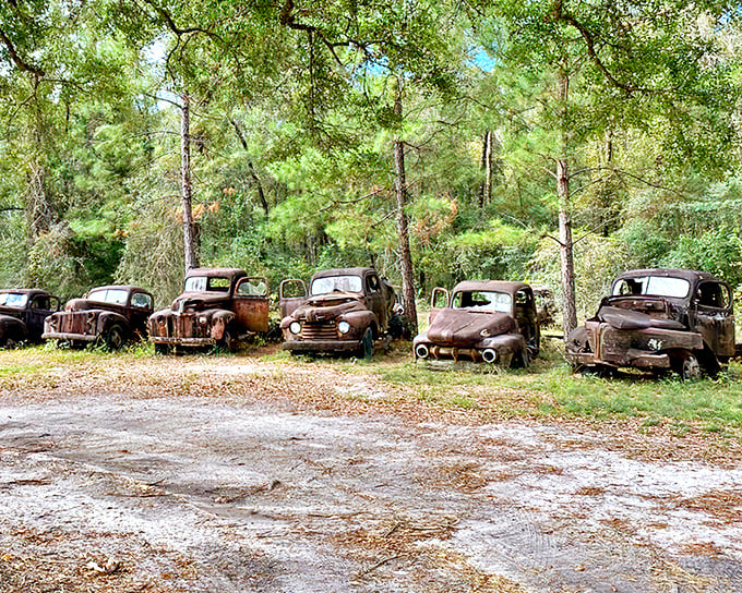 A lineup of Detroit's finest retirees, standing sentinel in the Florida pines like rusty soldiers from America's automotive golden age.
