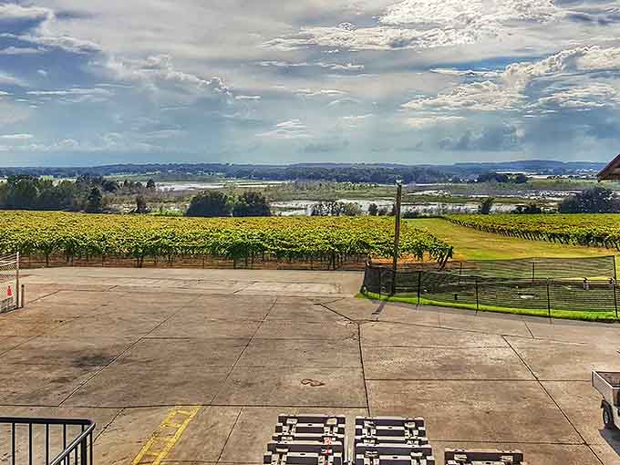 Rows of sun-kissed vines stretch toward the horizon under Florida's dramatic sky, proving great wine country exists where you least expect it.