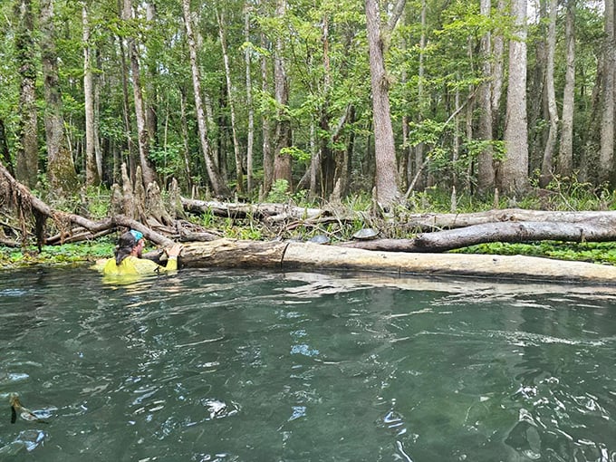 Lizard Larry's guides navigate pristine waterways where cypress knees rise like nature's sculptures and adventure lurks around every bend.