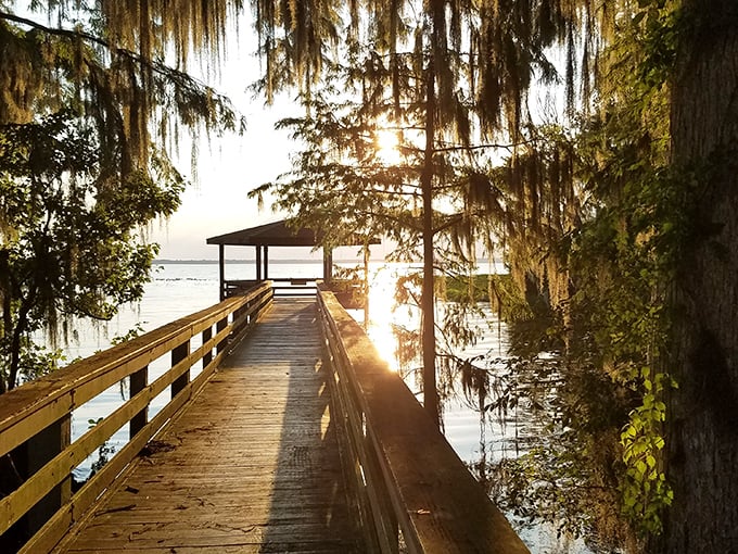Lochloosa Lake: Where wooden boardwalks lead to serenity and the Spanish moss sways like nature's wind chimes in this untouched Florida paradise.