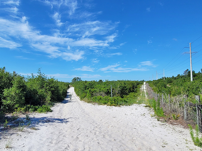 A sandy crossroads where adventure begins &ndash; Lyonia's trails invite exploration under Florida's impossibly blue skies.