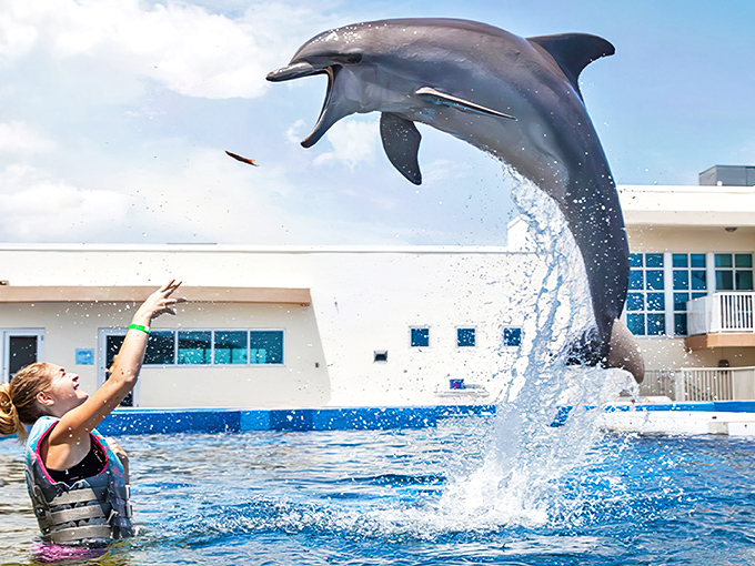 A bottlenose dolphin soars through the air at Marineland, demonstrating nature's perfect blend of power and grace against the Florida sky.
