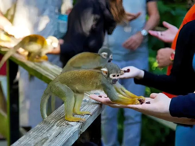 A curious squirrel monkey reaches for treats from visitors' hands, showcasing the unique interaction possible at Monkey Jungle where primates roam free.