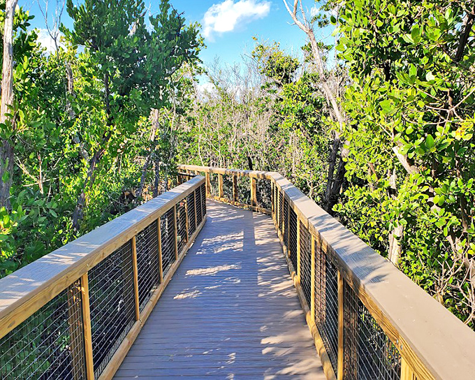 The winding boardwalk through Ponce de Leon Park beckons like a wooden yellow brick road, minus the flying monkeys and plus a whole lot more mangroves and serenity.
