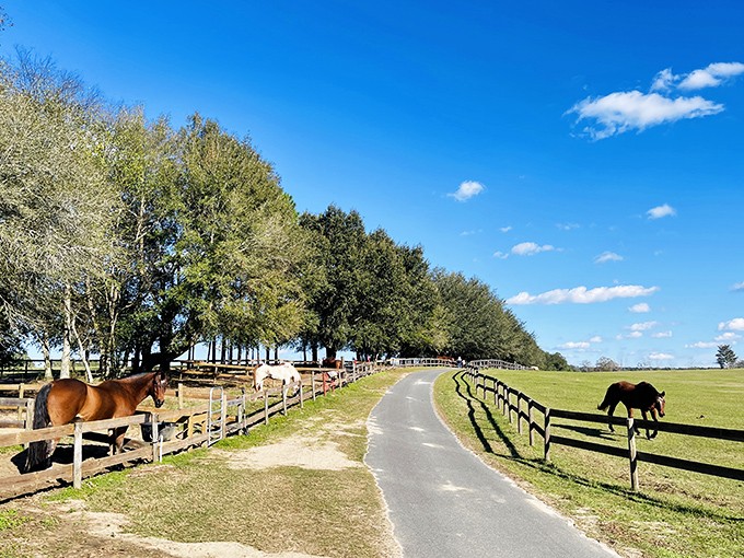 A tree-lined pathway divides lush pastures where retired horses graze peacefully, their days of work behind them at this equine paradise.