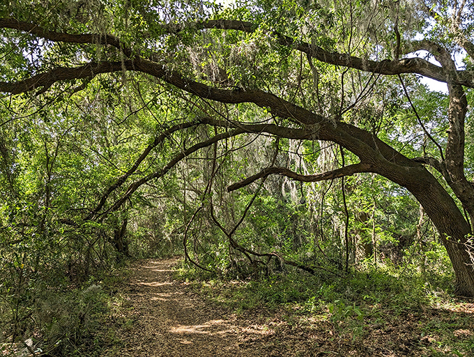 San Felasco's enchanted pathways beckon with ancient oaks creating natural archways, like nature's own cathedral ceiling.