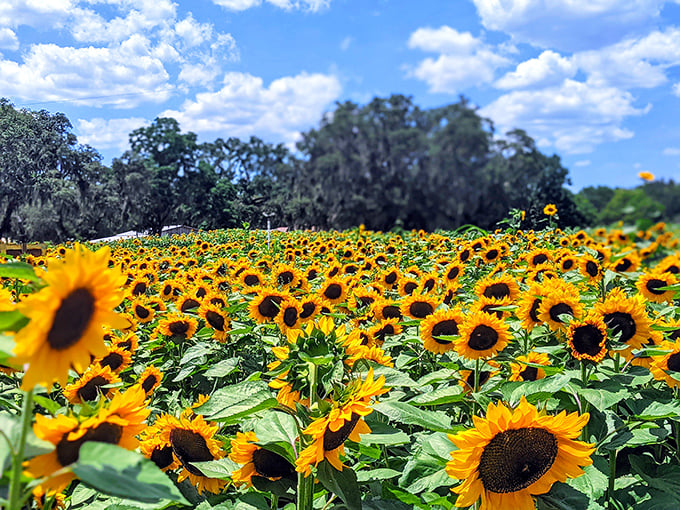 A sea of golden faces turns toward the sun, creating nature's most spectacular light show at Sweetfields Farm.